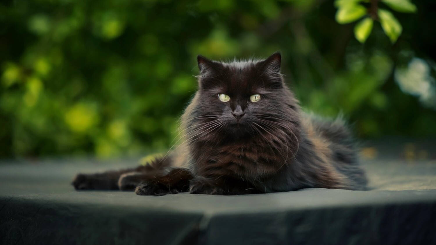 El "Google chino", Baidu, desarrolla una inteligencia artificial que ...