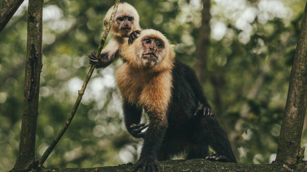 Igual que los humanos: Los monos capuchinos aprenden mejor en grupos ...