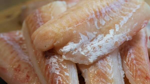 La pesca intensiva provocó que el bacalao se encogiera a la mitad de su ...