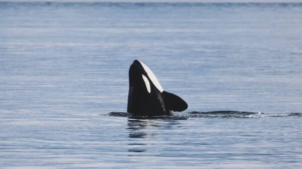 Sus compañeros trataron de salvarla: Mira el primer registro de la ...